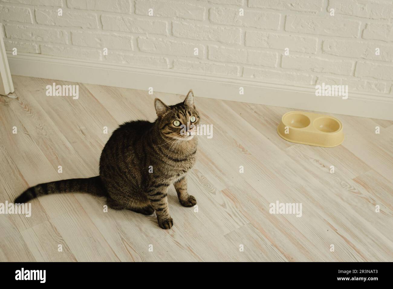 Cat and empty bowl of food. Hungry domestic cat. Feeding cat Stock ...