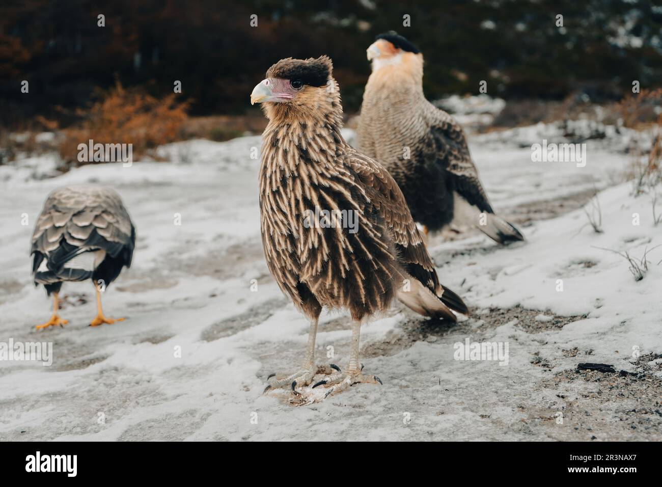 Carancho species birds with blackish head and grayish white stripes ...