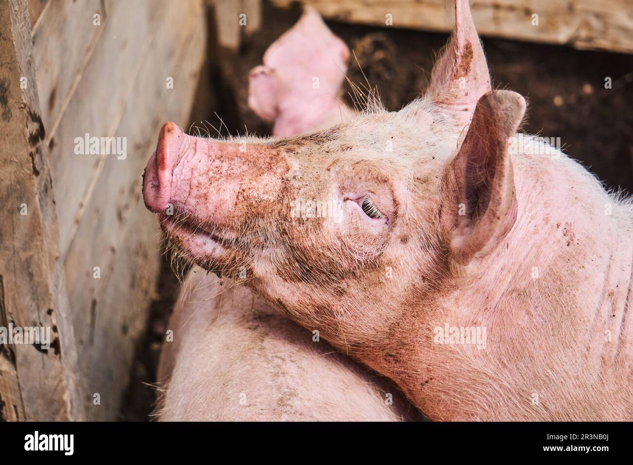 From above dirty pigs hi-res stock photography and images - Alamy