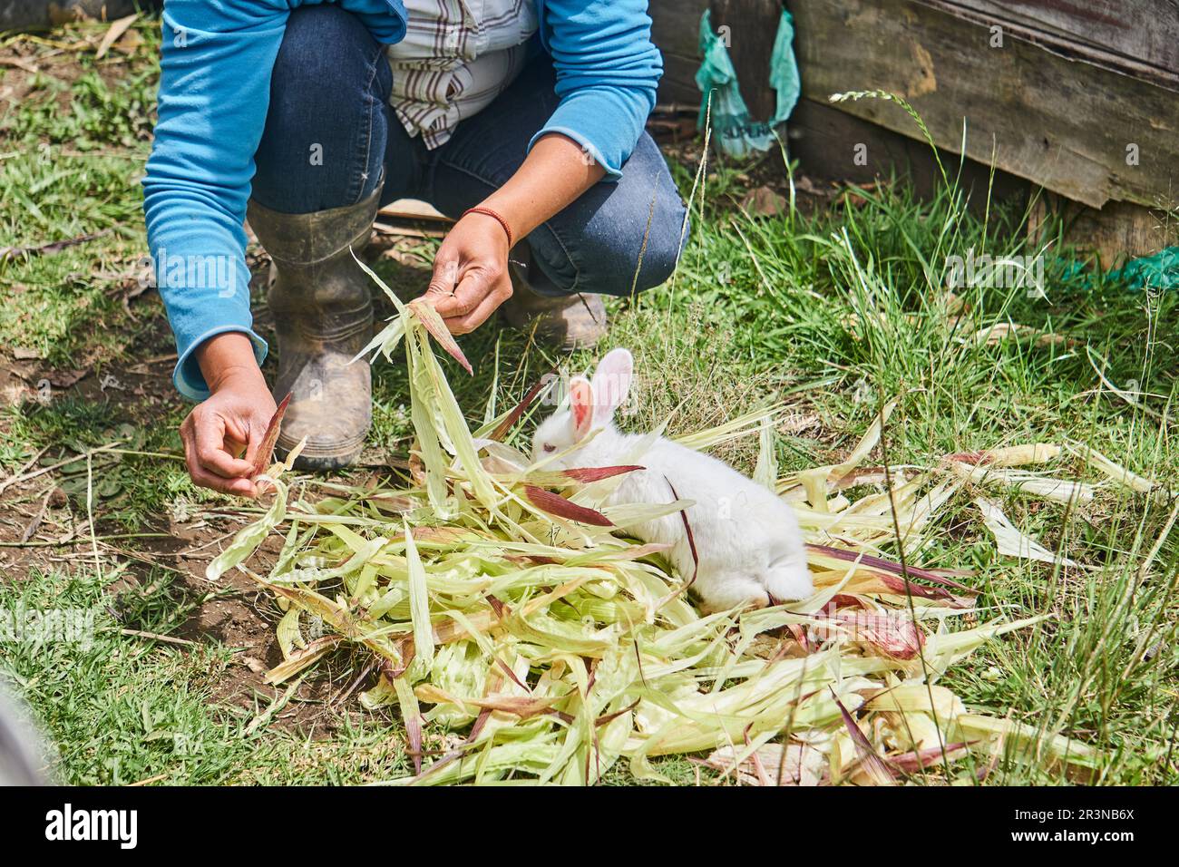 From above of crop unrecognizable female farmer in casual clothes and ...