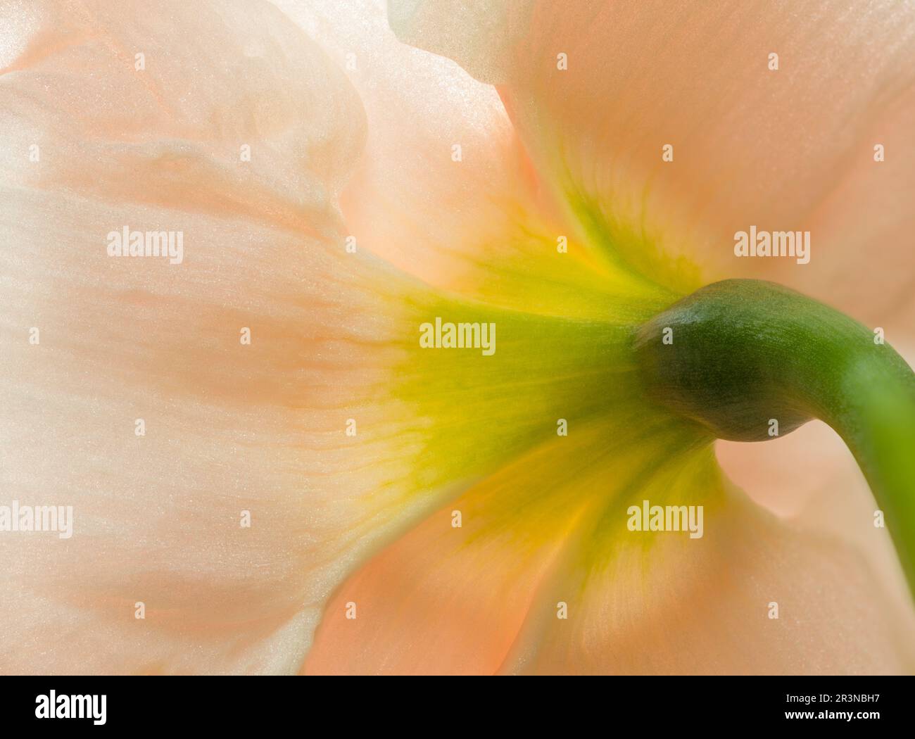 Closeup view of delicate flower with green spots on smooth petals ...