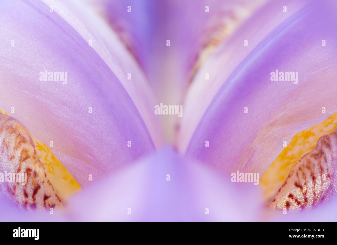 Macro photograph looking into the interior of a Variegated sweet iris ...