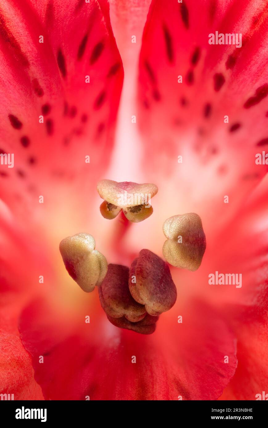 Vivid red anthers hi-res stock photography and images - Alamy