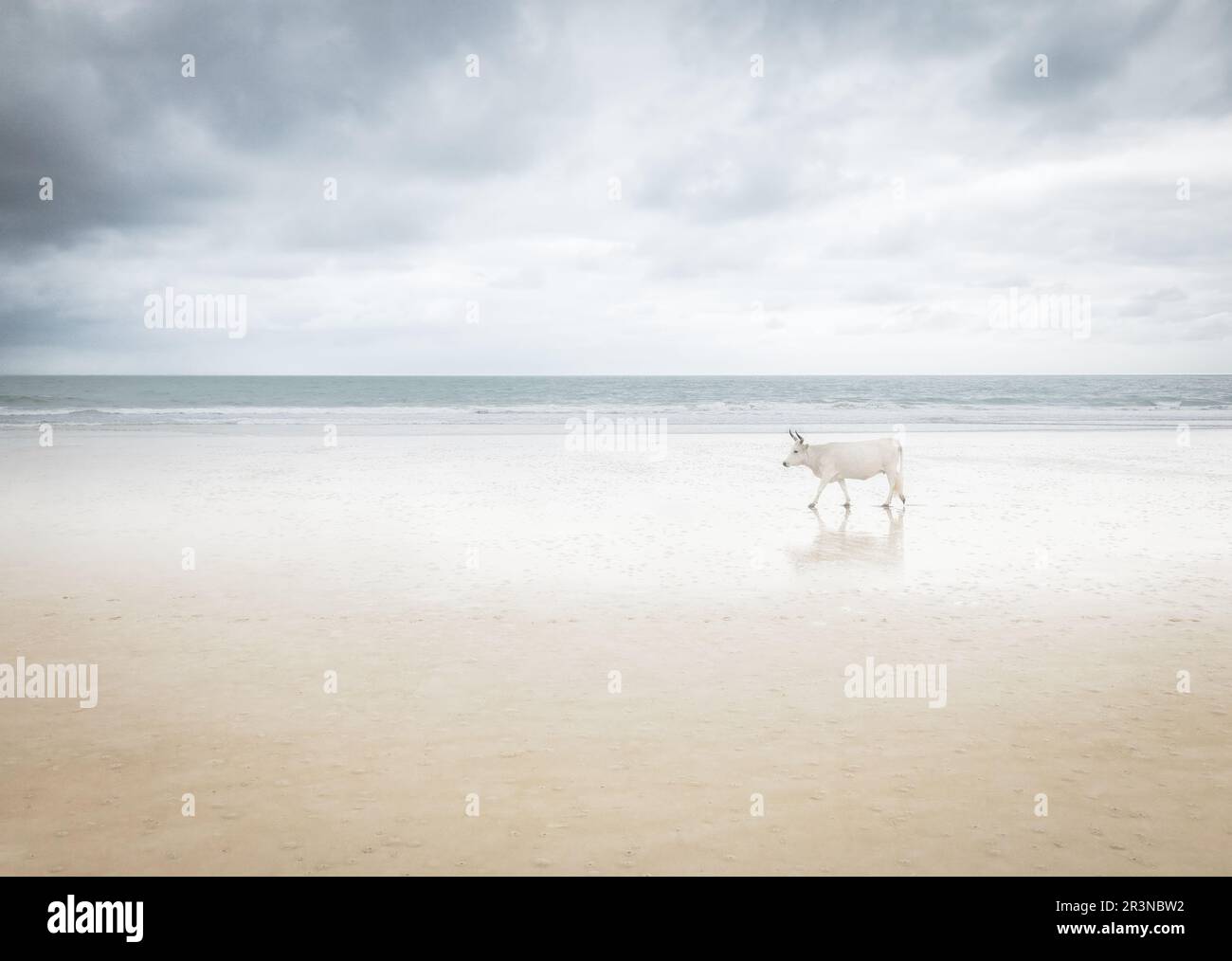 Wild white cow with long horns walking on wet sandy coastline against ...