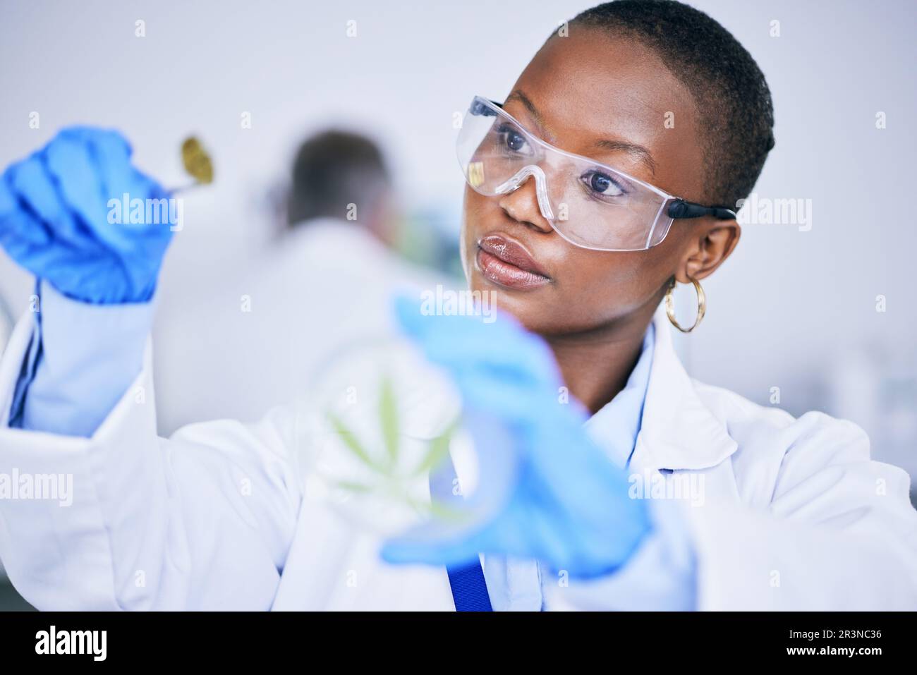 African marijuana plants hi-res stock photography and images - Alamy