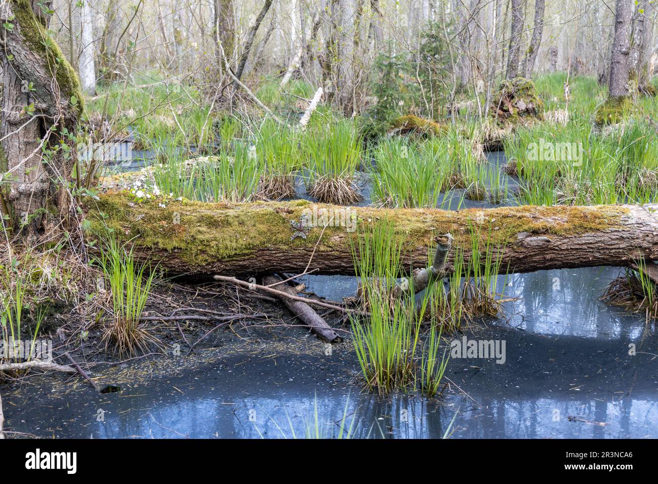 Coastal marsh forest hi-res stock photography and images - Alamy