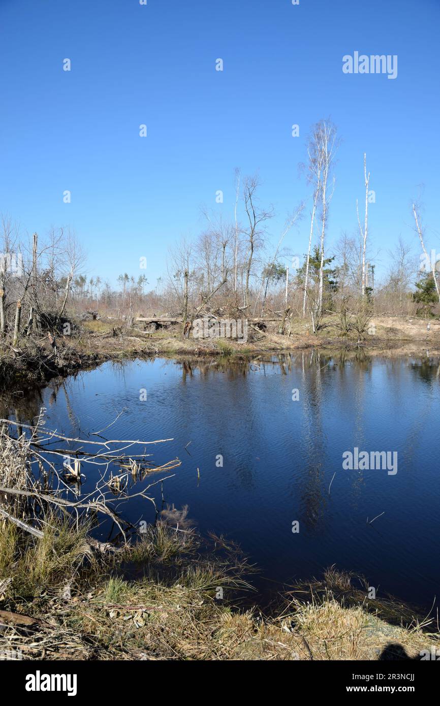 Pond near Rodgau Stock Photo - Alamy