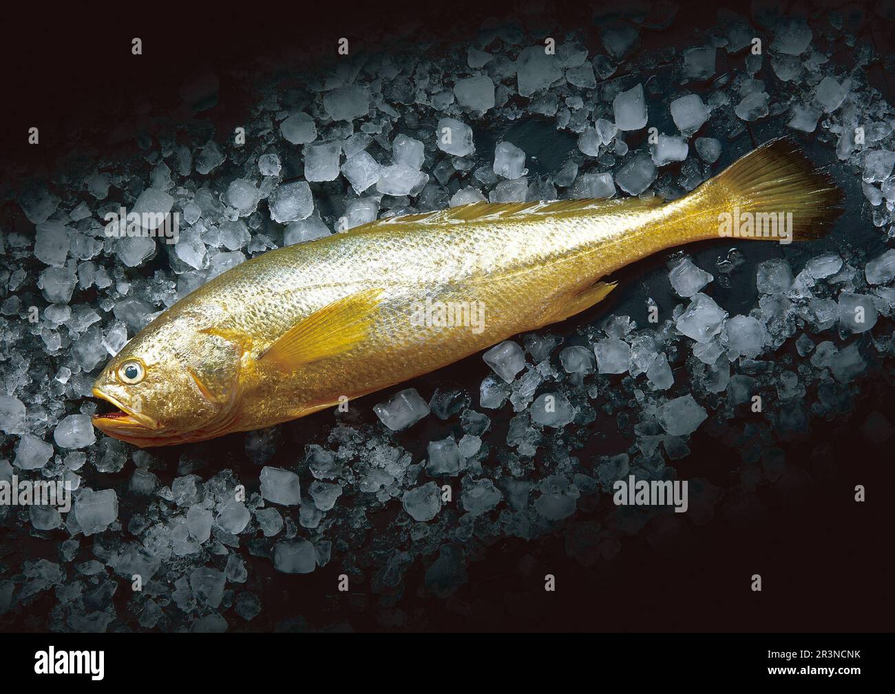Croakers hi-res stock photography and images - Alamy
