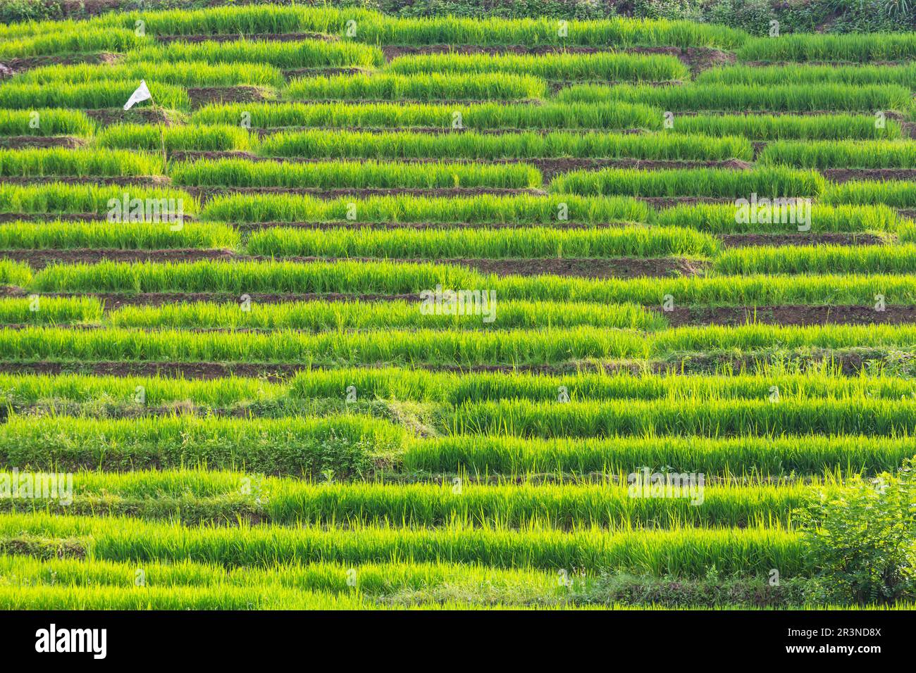 Laos rice farming hi-res stock photography and images - Alamy