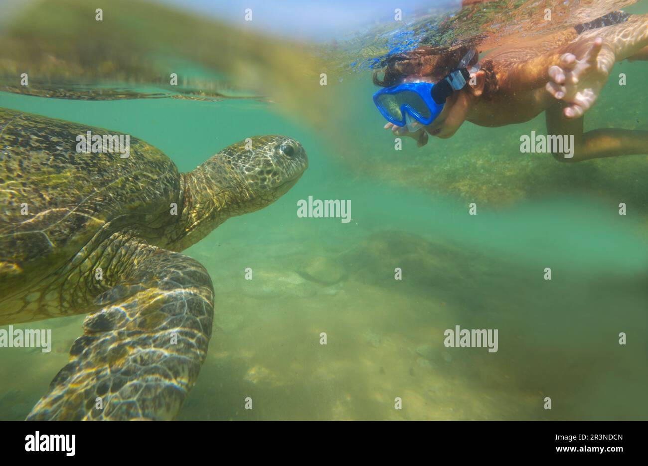 Turtle and boy Stock Photo - Alamy