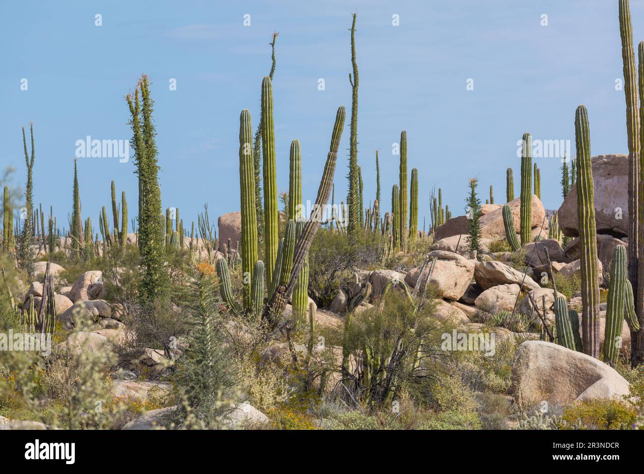 Cactus in Mexico Stock Photo - Alamy