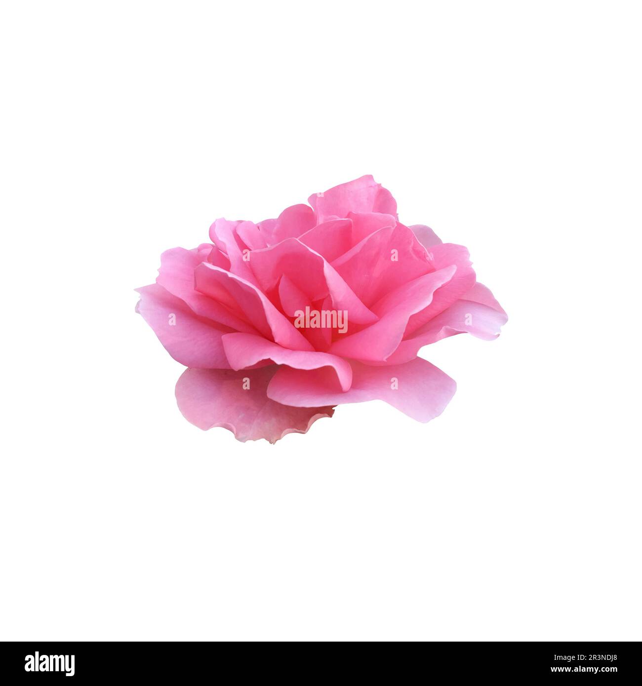 Pink isolated rose without leaves delicate flower branch, cutout object ...