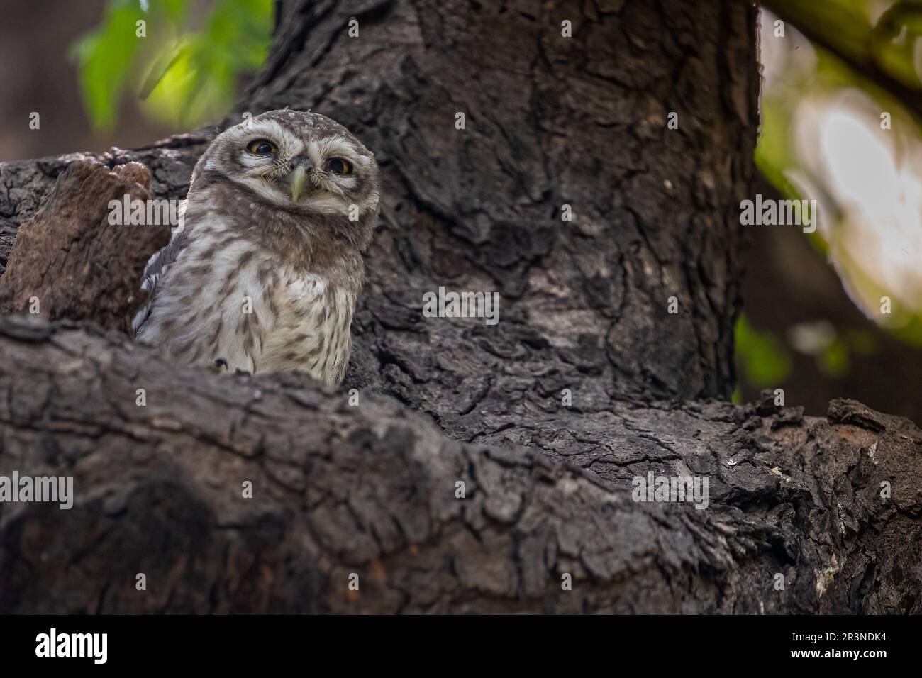 A juvenile of spotted owl resting at nest Stock Photo - Alamy