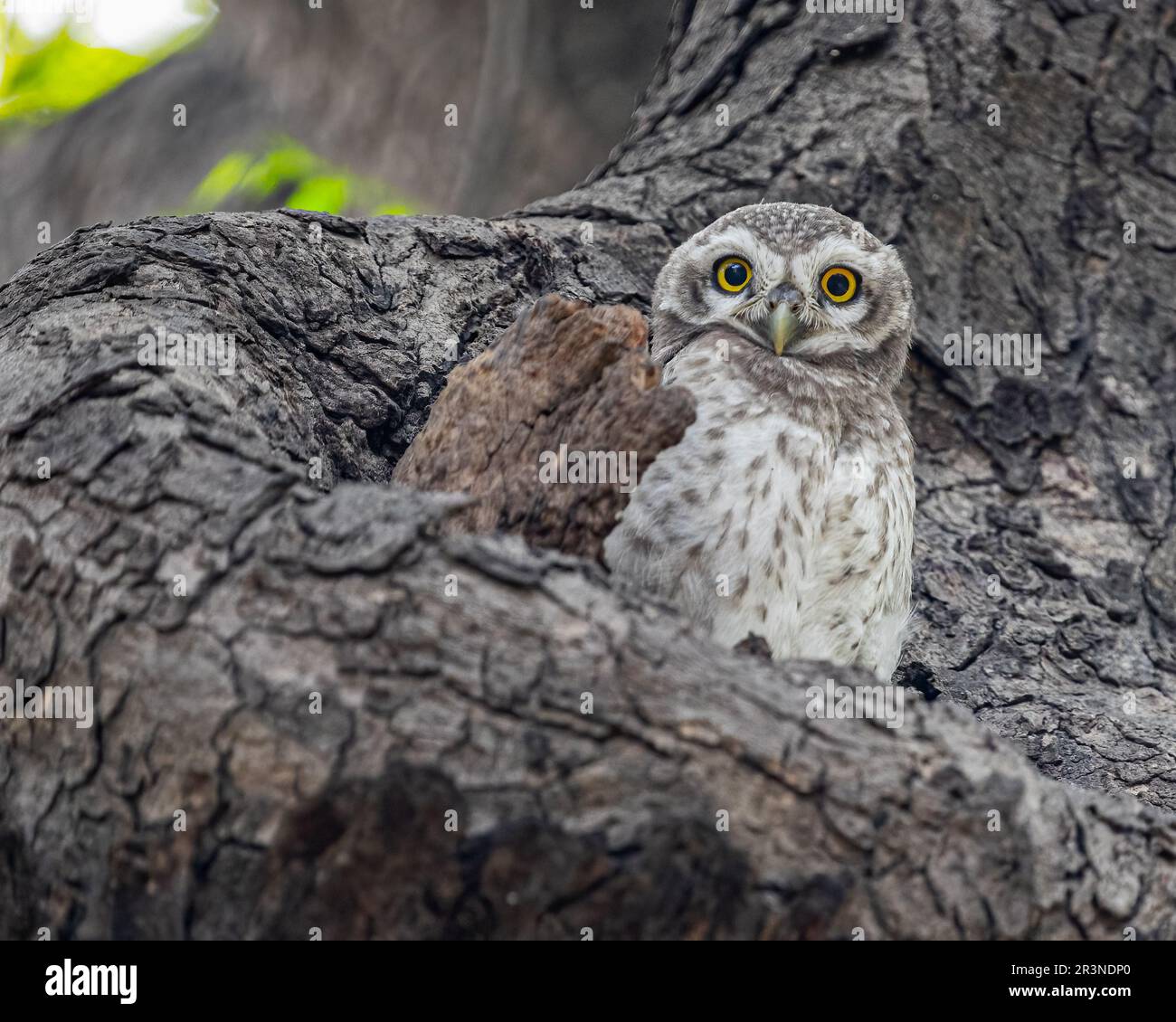 A Juvenile Spotted owl sitting on its nest Stock Photo - Alamy