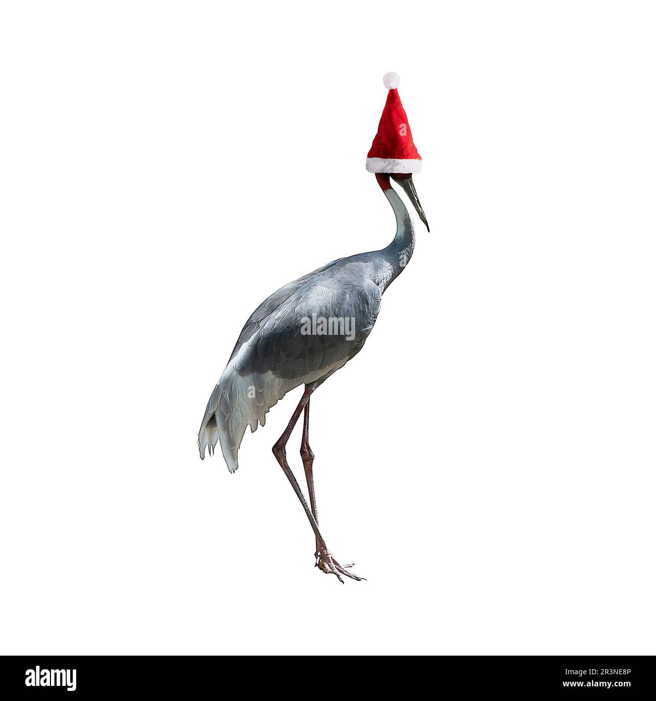 Santa bird hi-res stock photography and images - Alamy