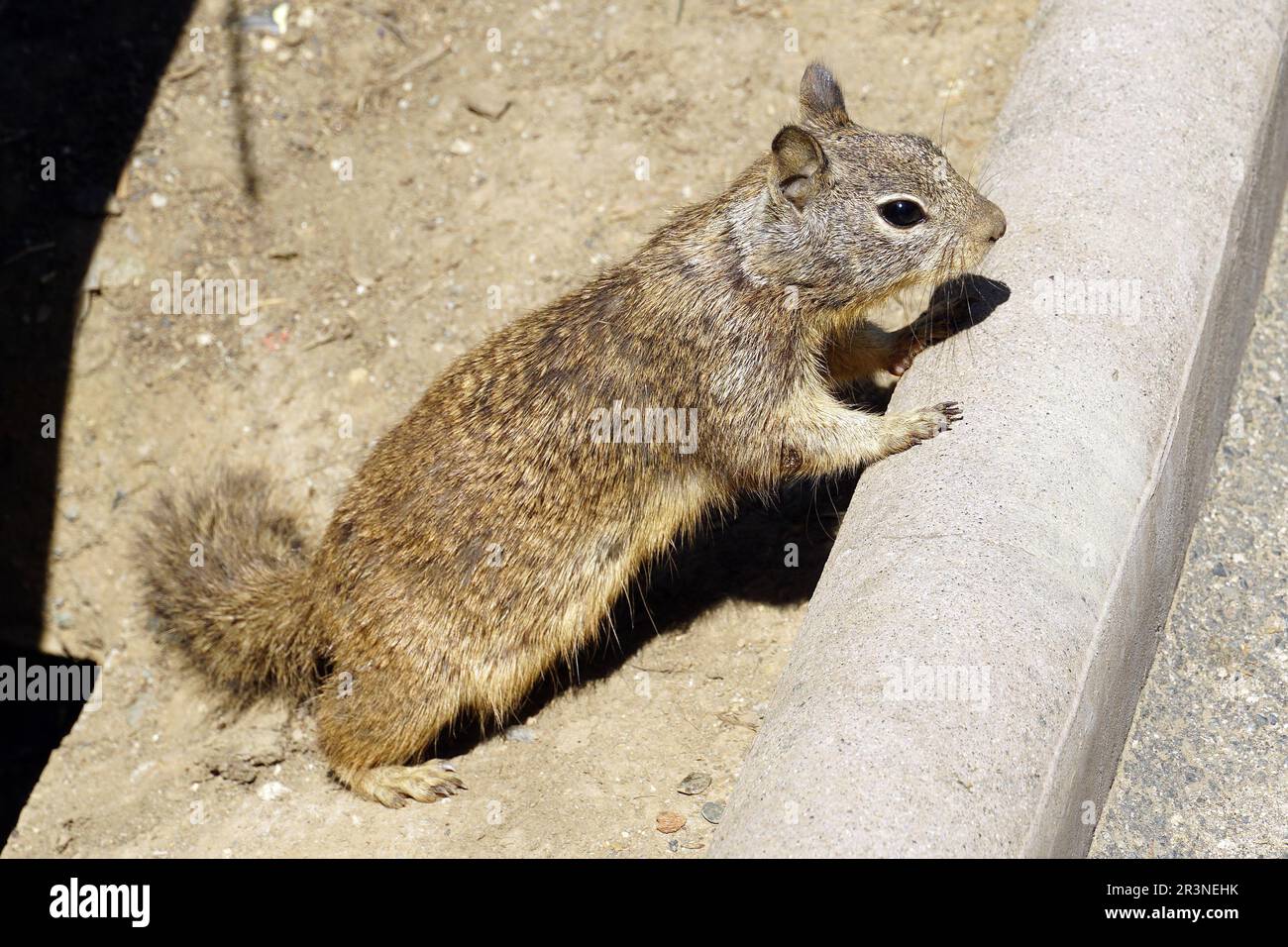 California ground squirrel, Beechey ground squirrel, Otospermophilus ...