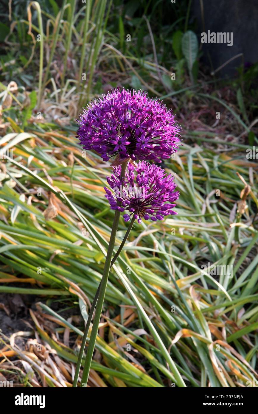 24 May 2023/Danish carlsberg draft beer in Kastrup Copenhagen Denmark ...