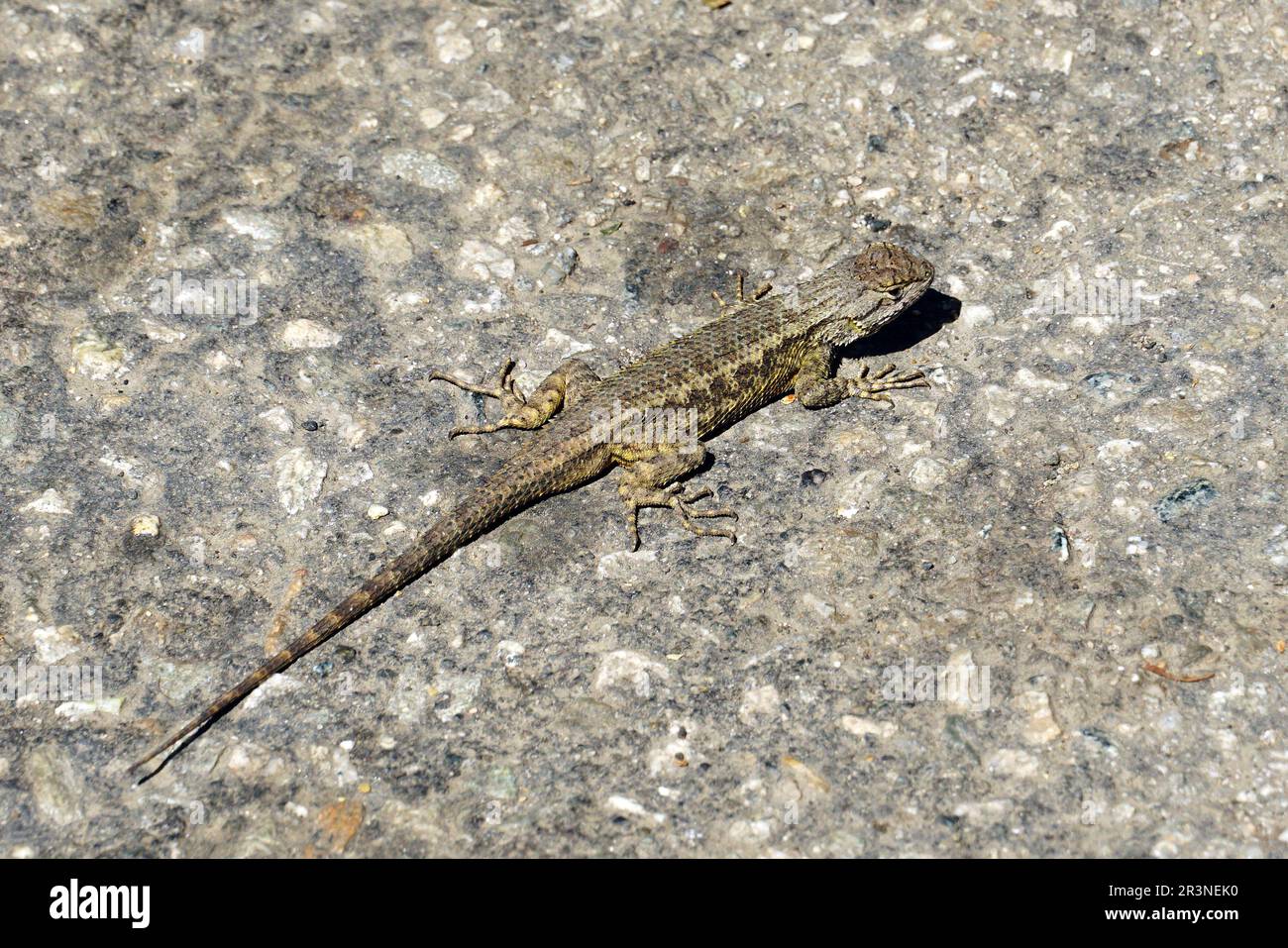 western fence lizard, Sceloporus occidentalis, nyugati sövényleguán ...