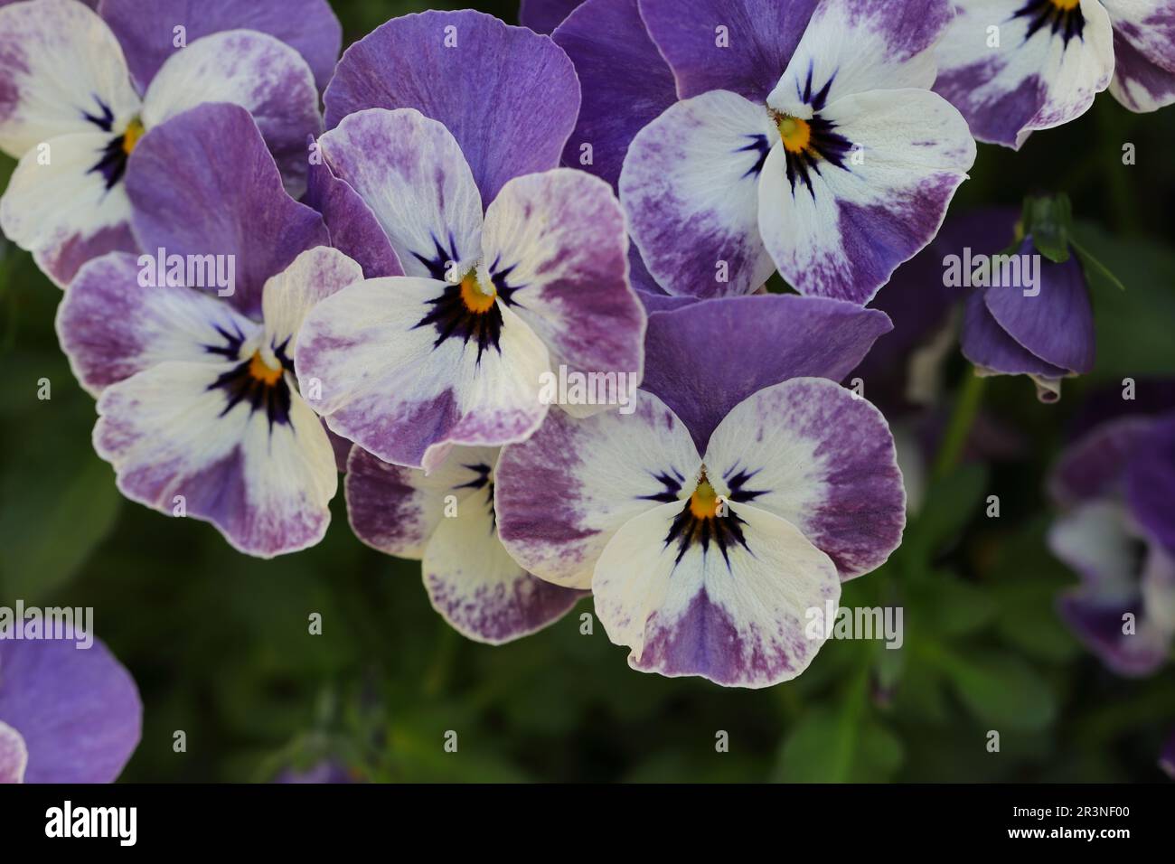 close-up of pretty purple-white viola cornuta flowers Stock Photo - Alamy