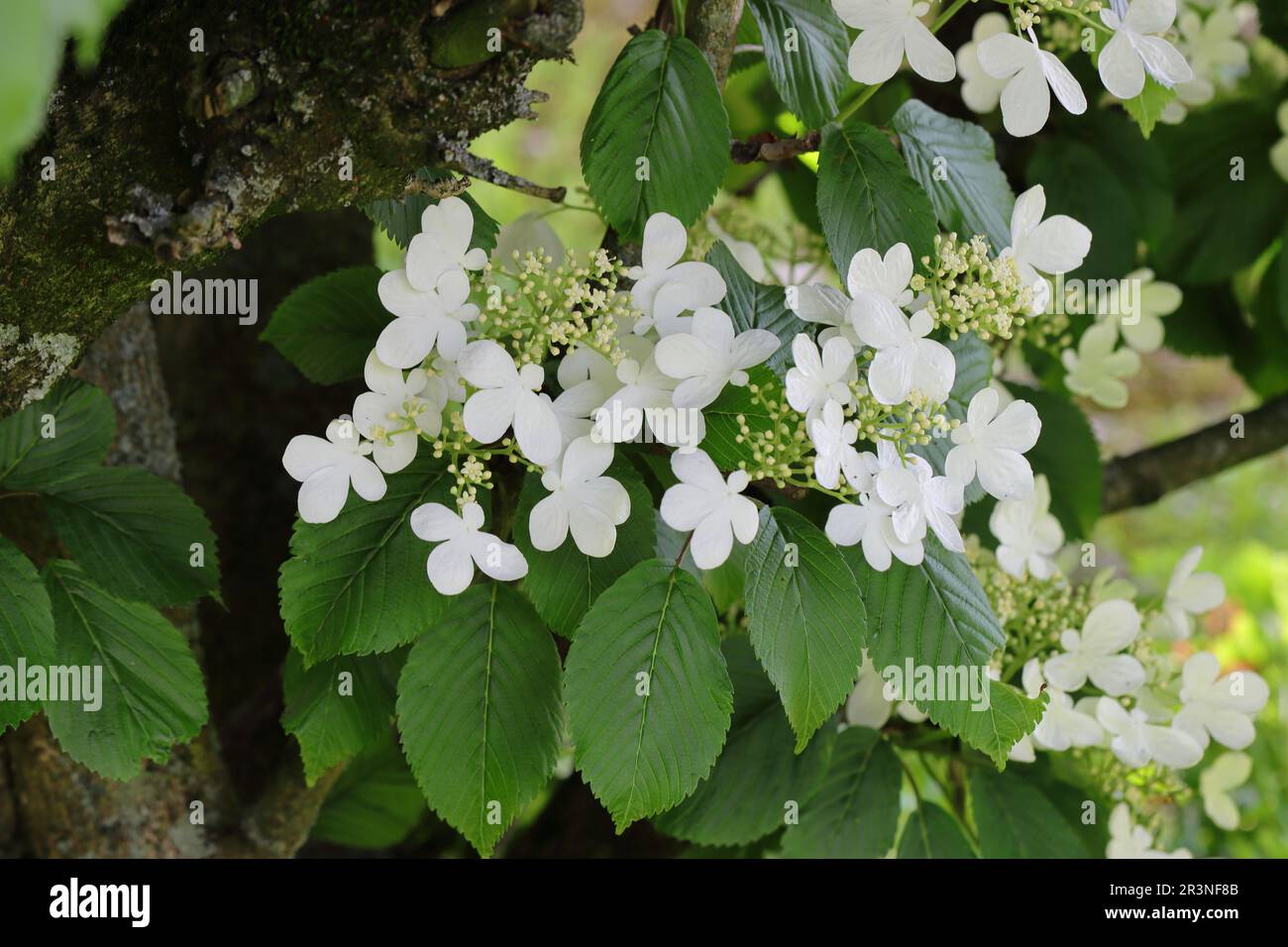 Viburnum Mariesii Plicatum