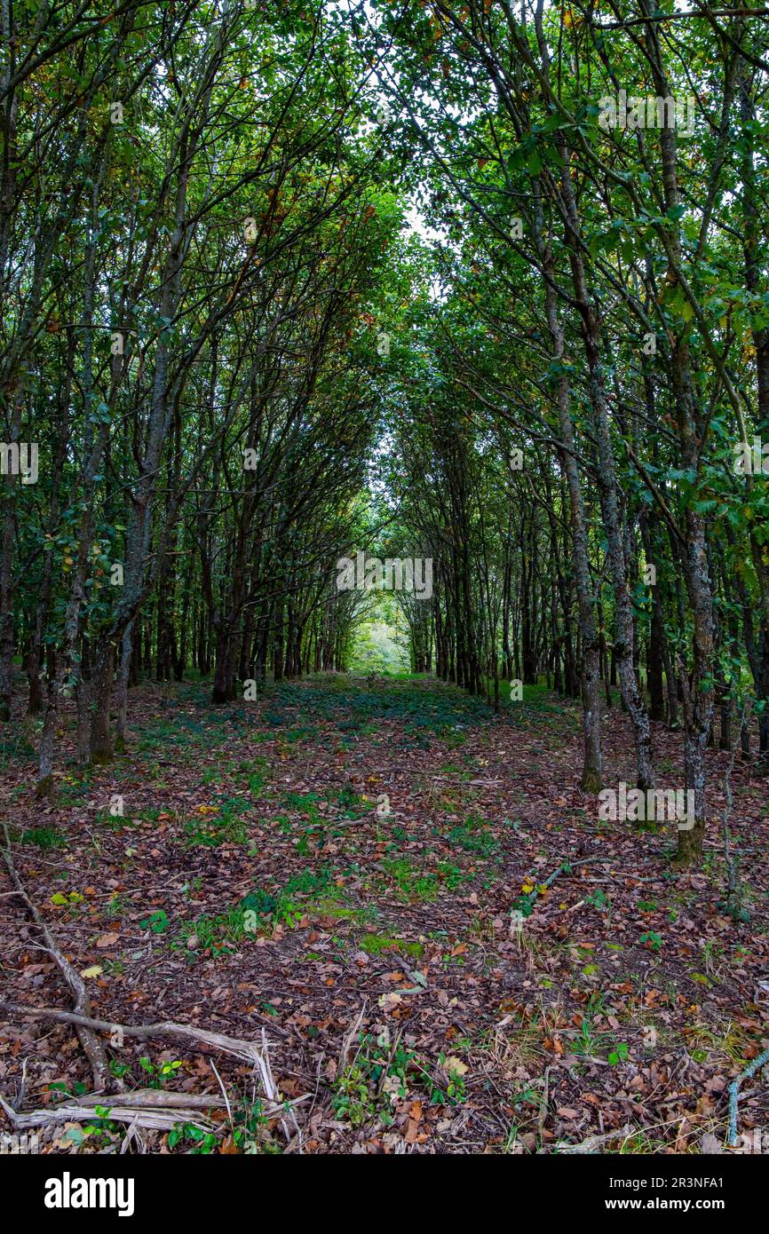 Scenic path to the bridge Geierlay Stock Photo - Alamy