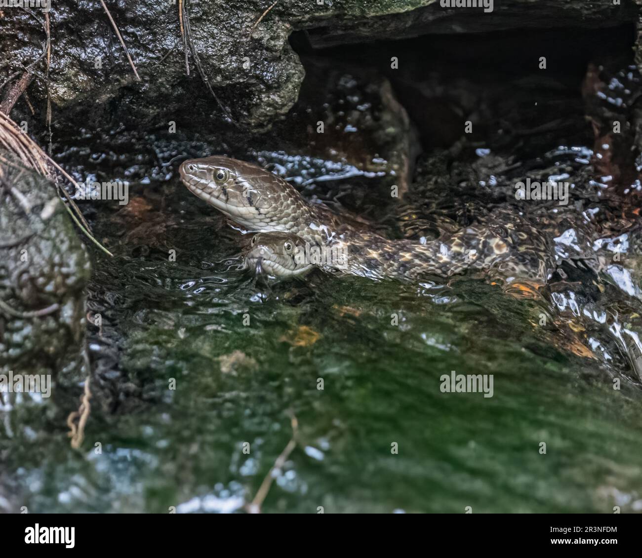 Above the snake river hi-res stock photography and images - Alamy