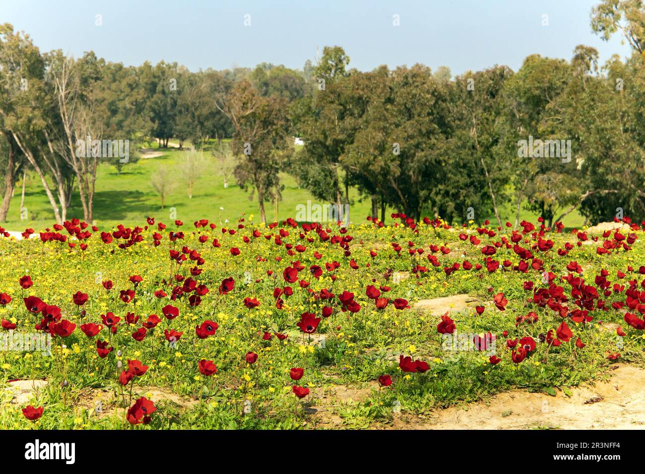 The forest plantations Stock Photo - Alamy
