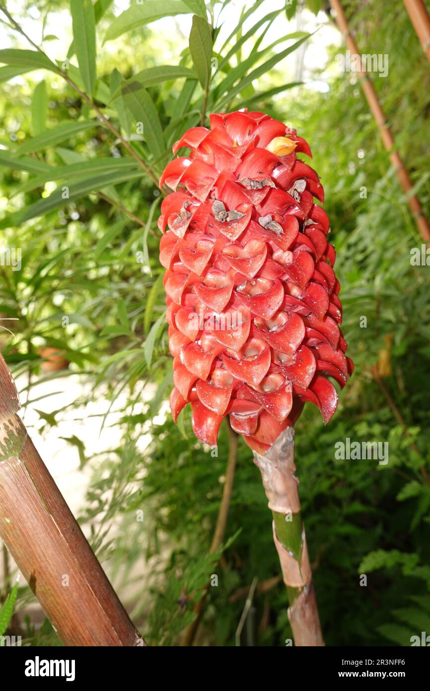 Ginger-like (Costaceae) Tapeinochilos ananassae in the Botanical Garden ...