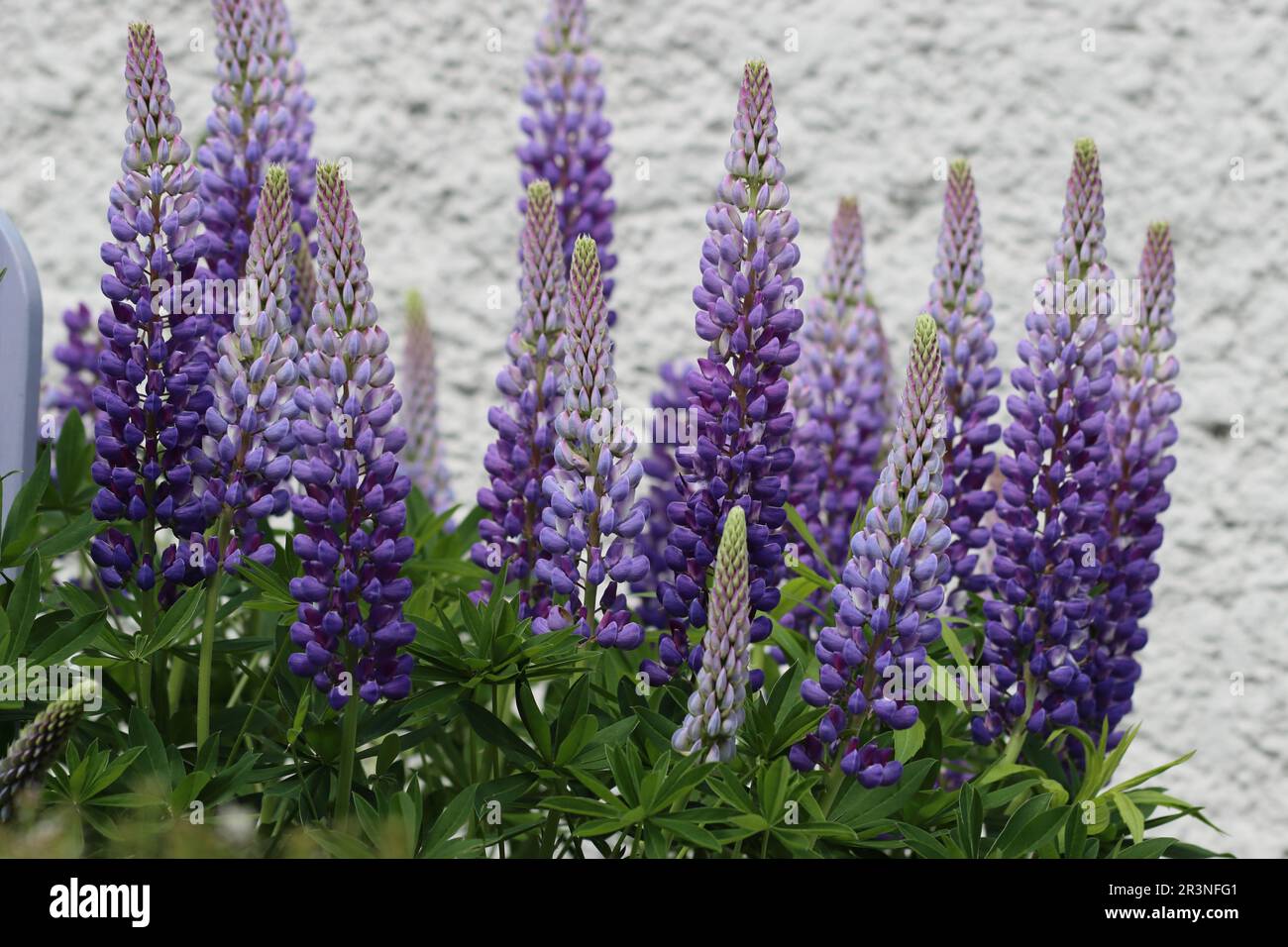 beautiful violet-blue garden lupins grow in front of a house wall in a ...