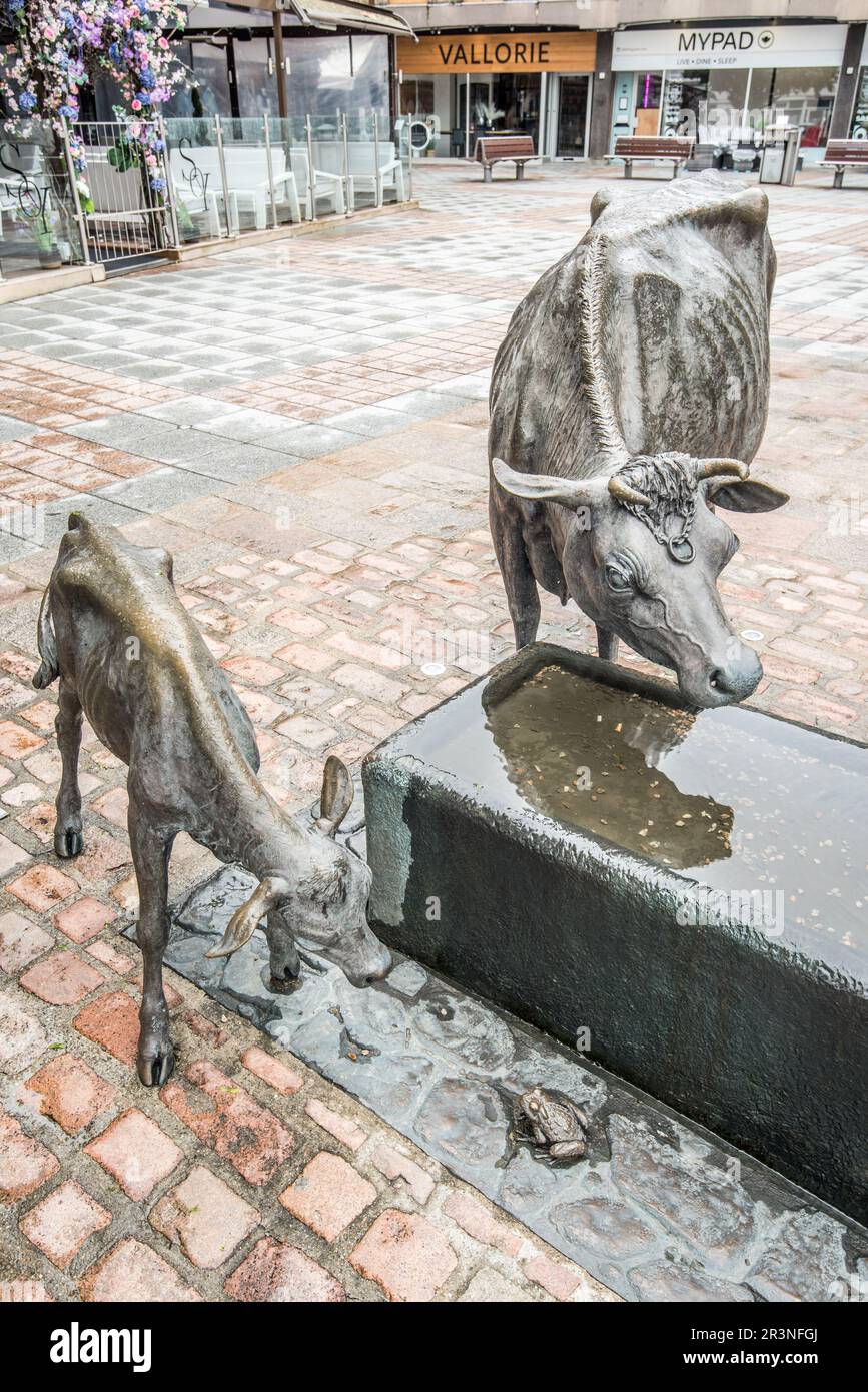 Celebrate the 50th anniversary of the jersey cattle bureau hi-res stock ...