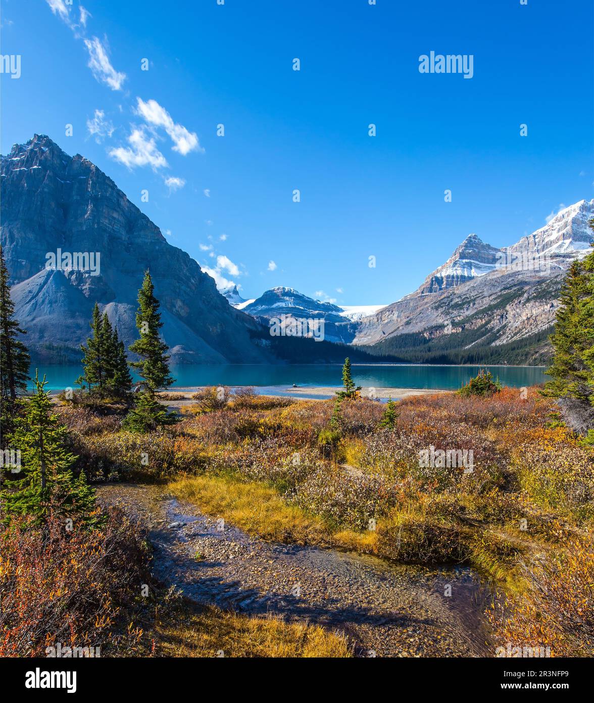 Canadian blue spruce hi-res stock photography and images - Alamy