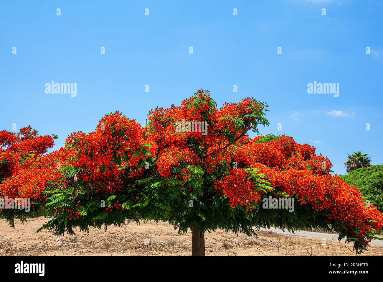 Huge spreading crown of tree Stock Photo - Alamy
