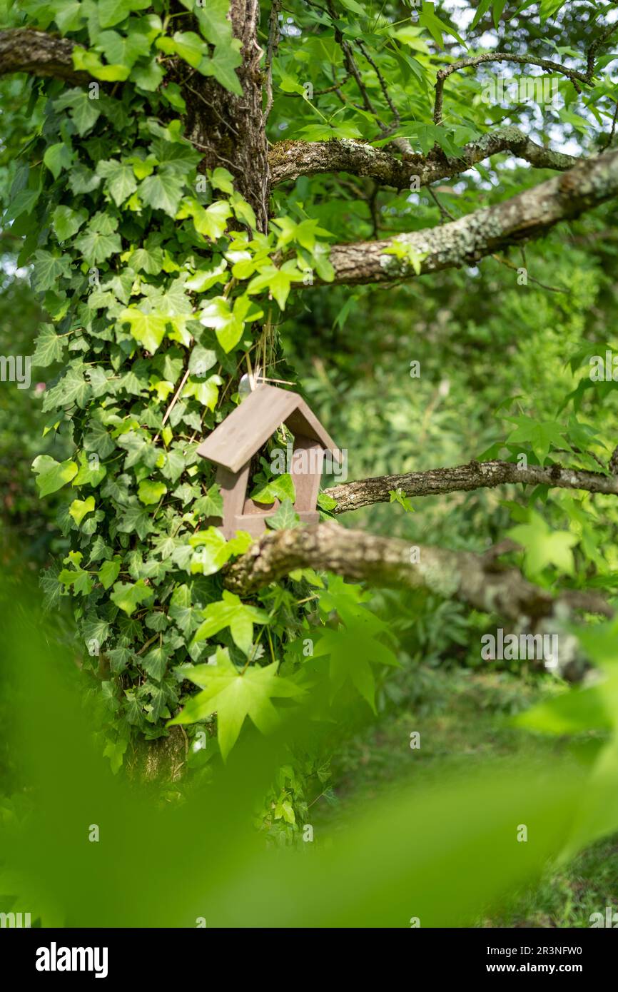 nice handmade wooden nesting box in a tree in spring. beautiful green ...
