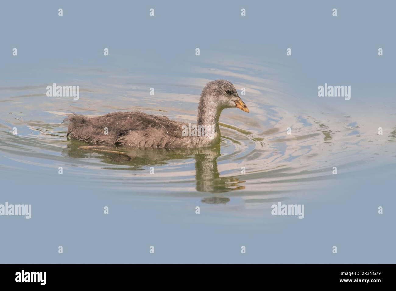 Coot 'Fulcia atra' young bird Stock Photo - Alamy