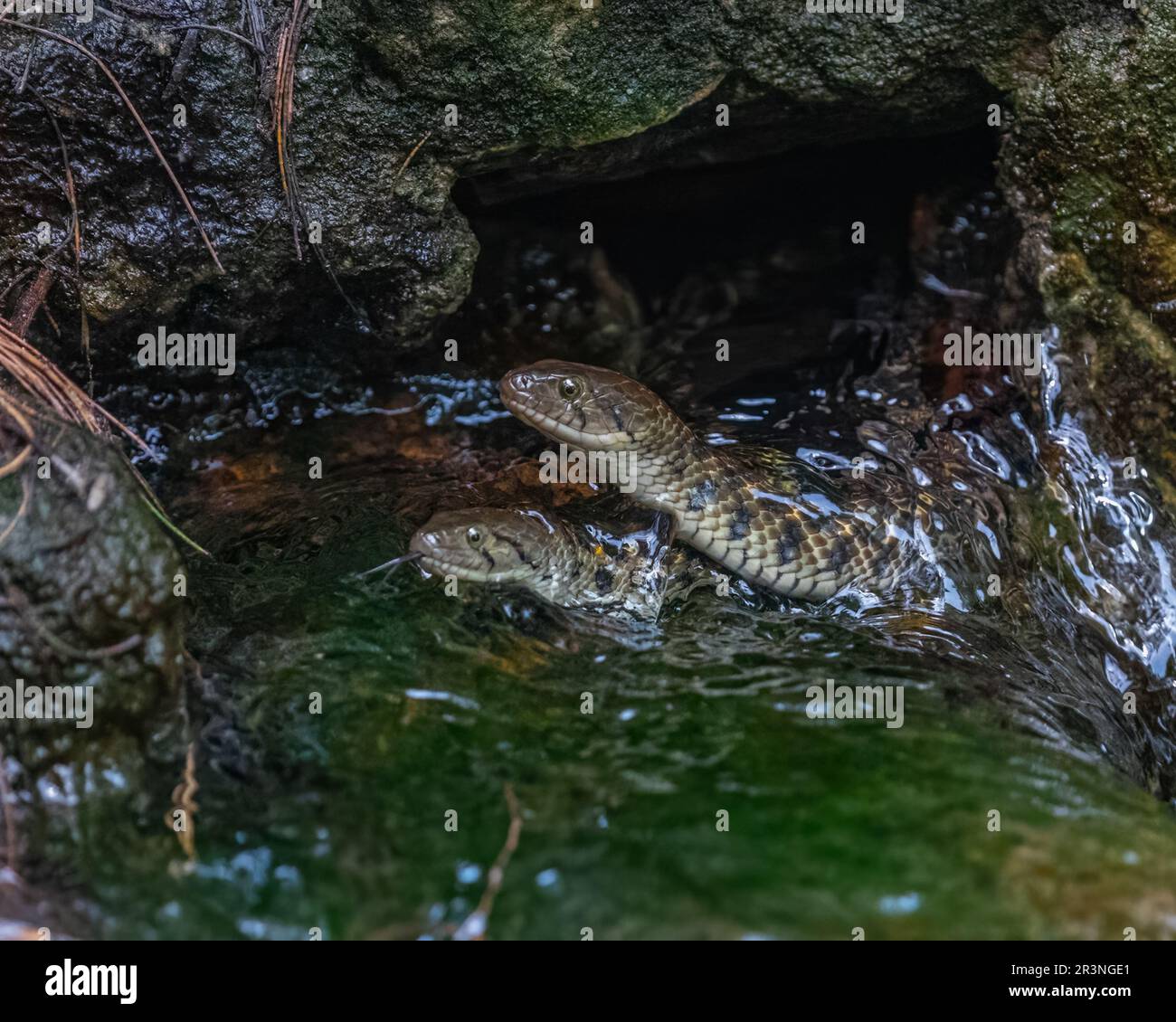 A Pair of water Snake playing in water Stock Photo - Alamy