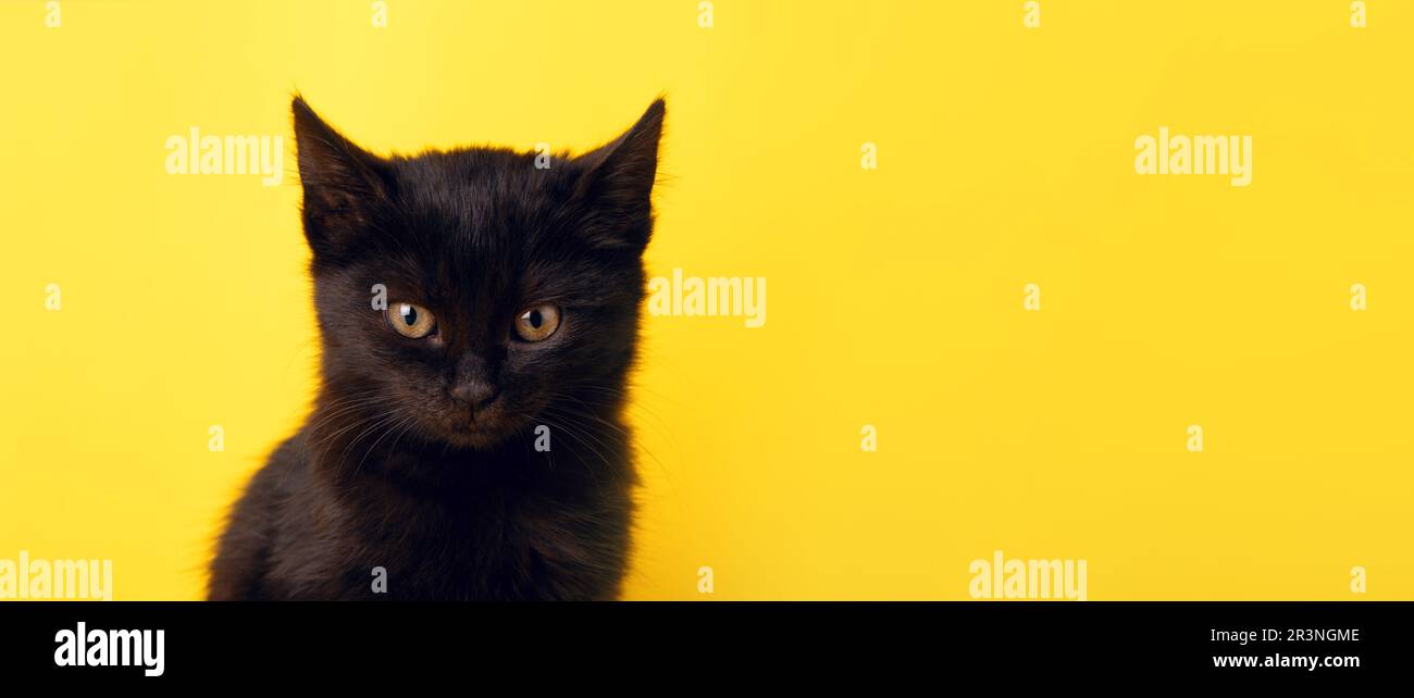 Halloween cat panoramic Stock Photo - Alamy