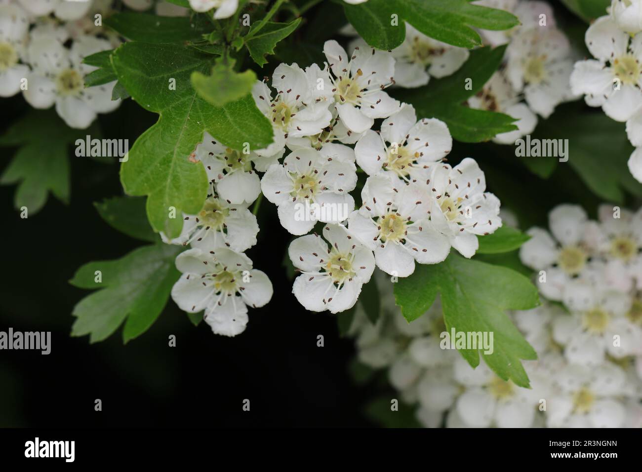 Hawthorn crataegus in bloom hi-res stock photography and images - Alamy