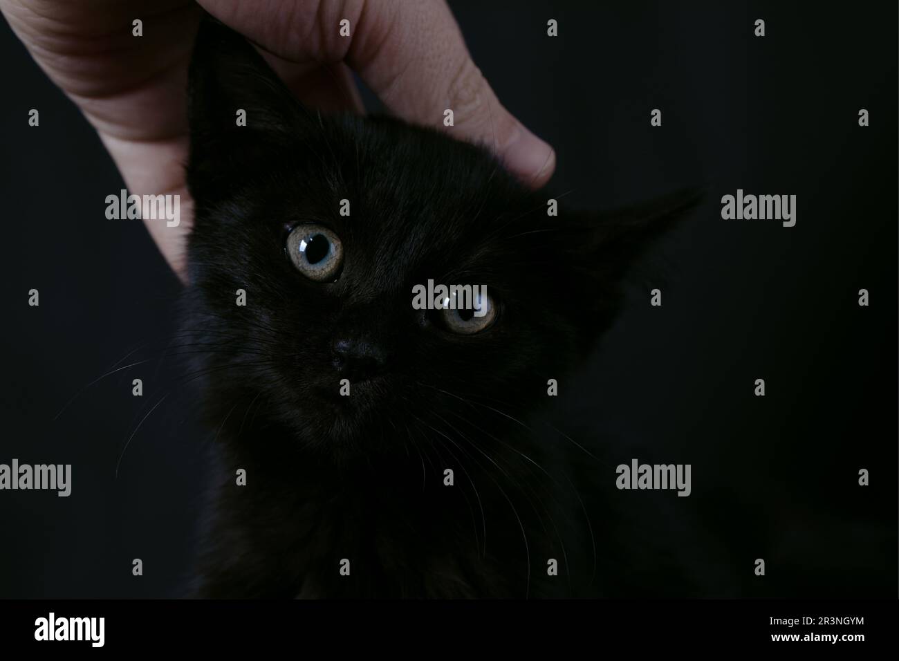 Hand caresses black cat Stock Photo - Alamy
