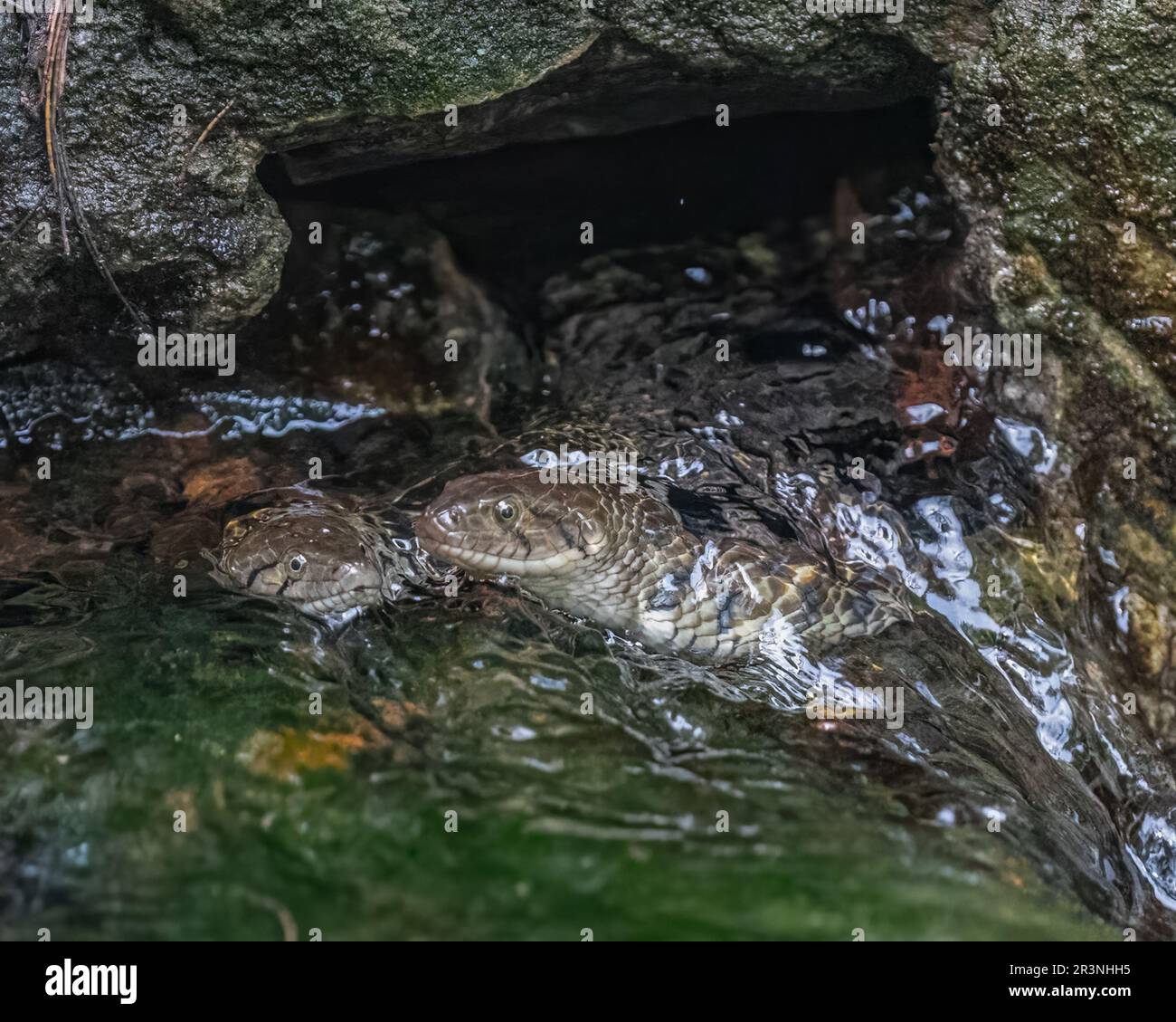 Water snakes hi-res stock photography and images - Alamy