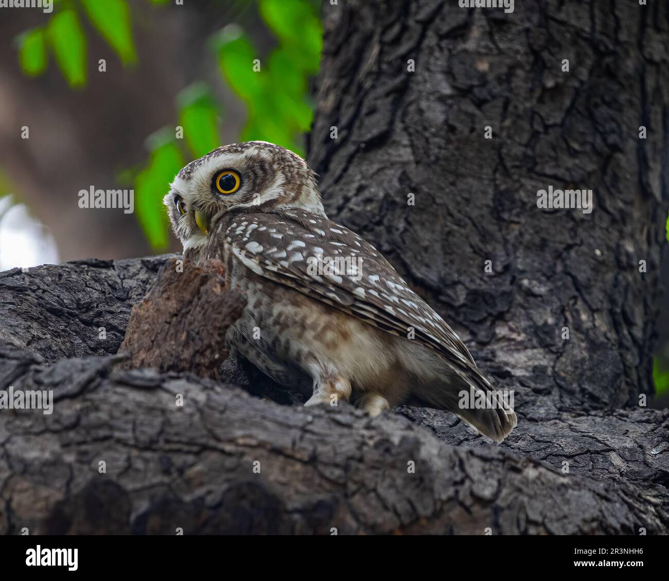 Cute couple baby owl sitting branch hi-res stock photography and images ...