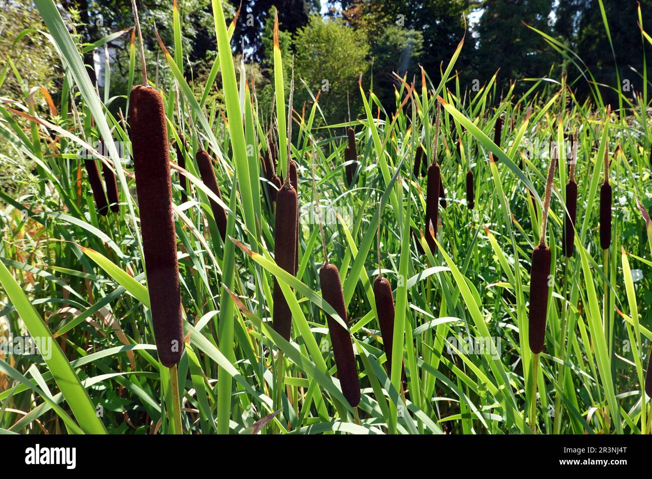 Broad-leaved bulrush (Typha latifolia Stock Photo - Alamy