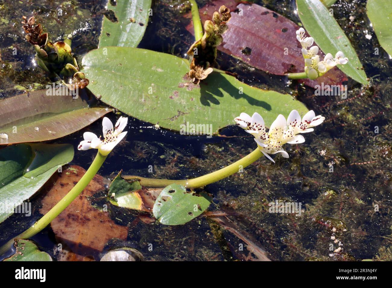 Biennial water eagle (Aponogeton distachyos), Cape water eagle, in the ...