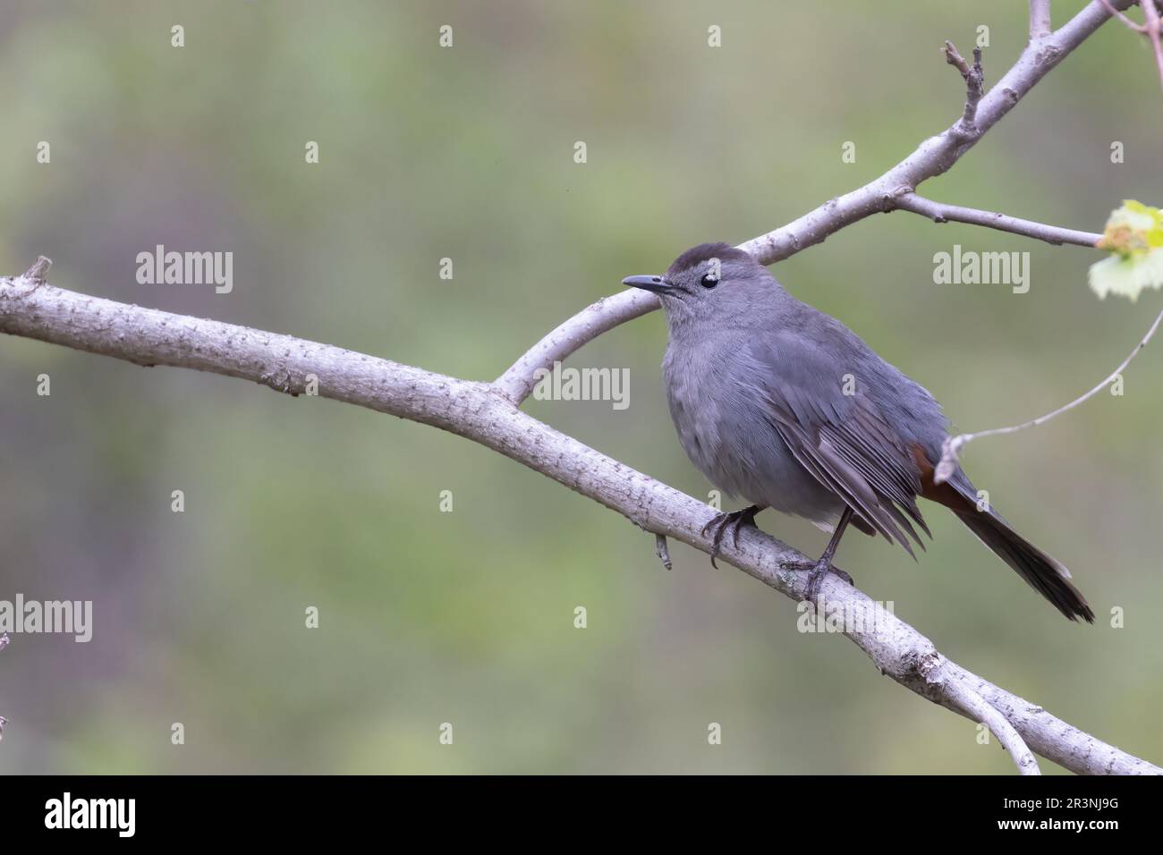 Black catbird hi-res stock photography and images - Alamy