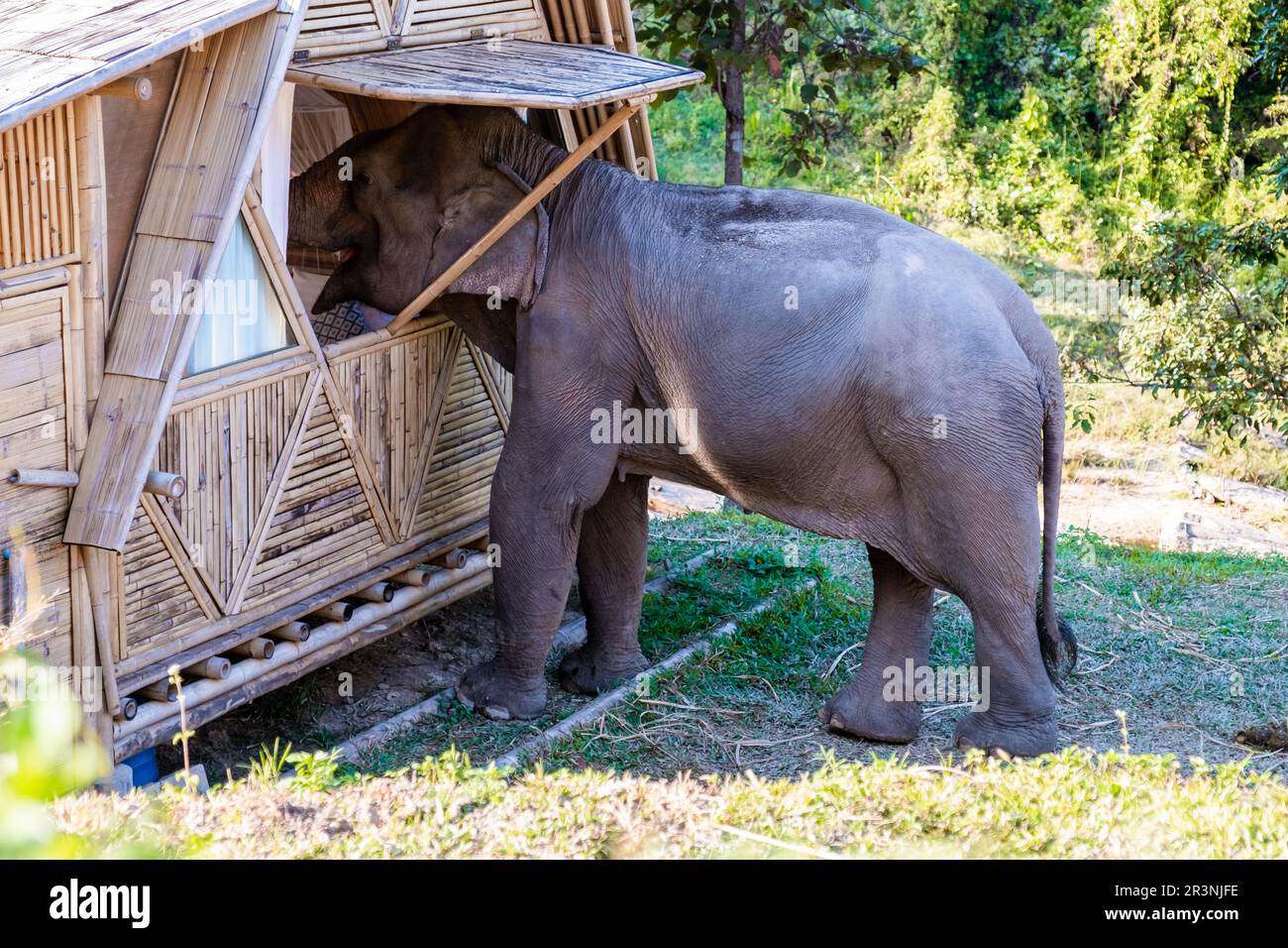 Elephant in the jungle at a sanctuary in Chiang Mai Thailand, Elephant ...