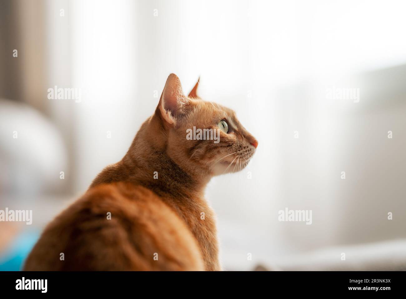 close up. brown tabby cat with green eyes in alert position with white ...