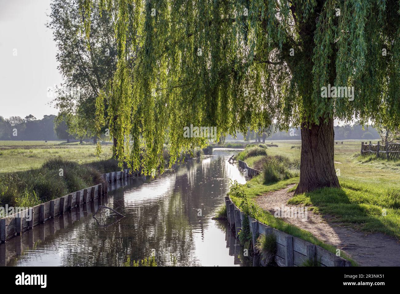 Autumn willow tree hanging branches hi-res stock photography and images ...