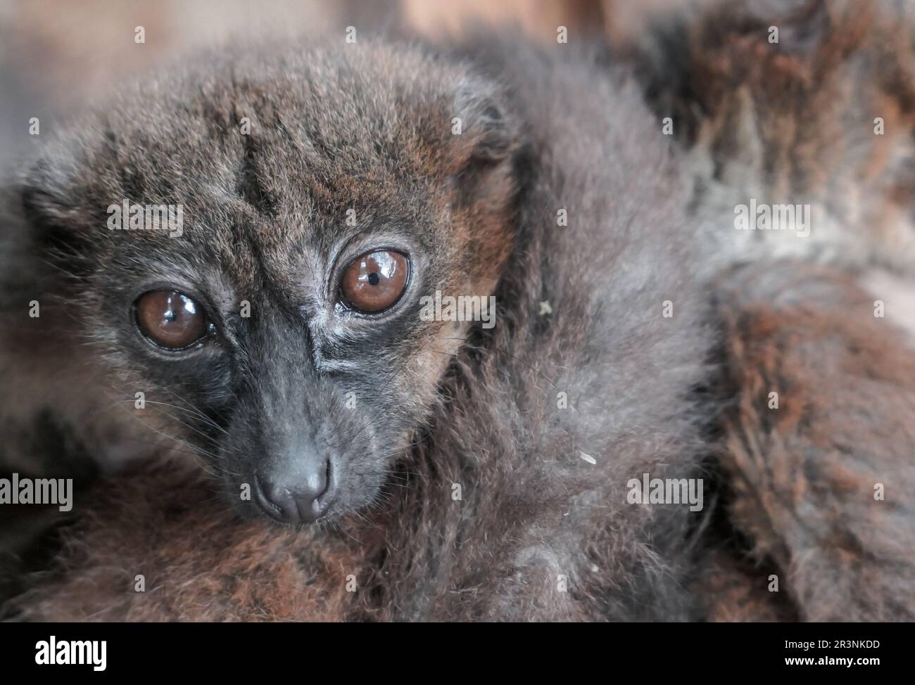 Cute red bellied lemur hi-res stock photography and images - Alamy