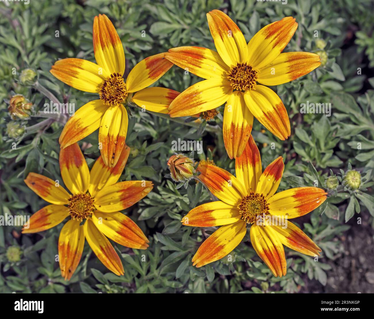 Goldmarie 'Bidens ferulifolia spec.' Stock Photo - Alamy