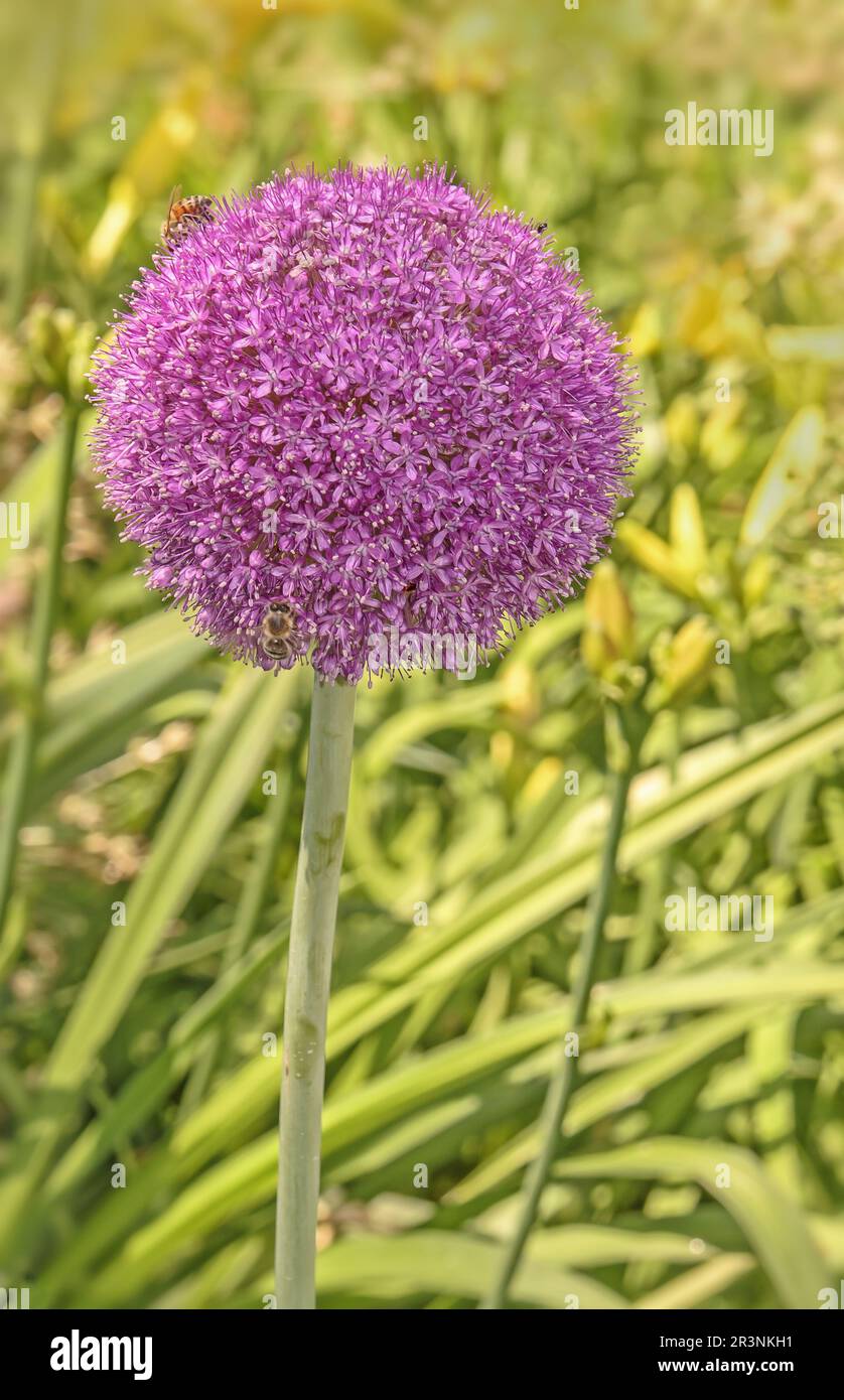 Leek allium hi-res stock photography and images - Alamy
