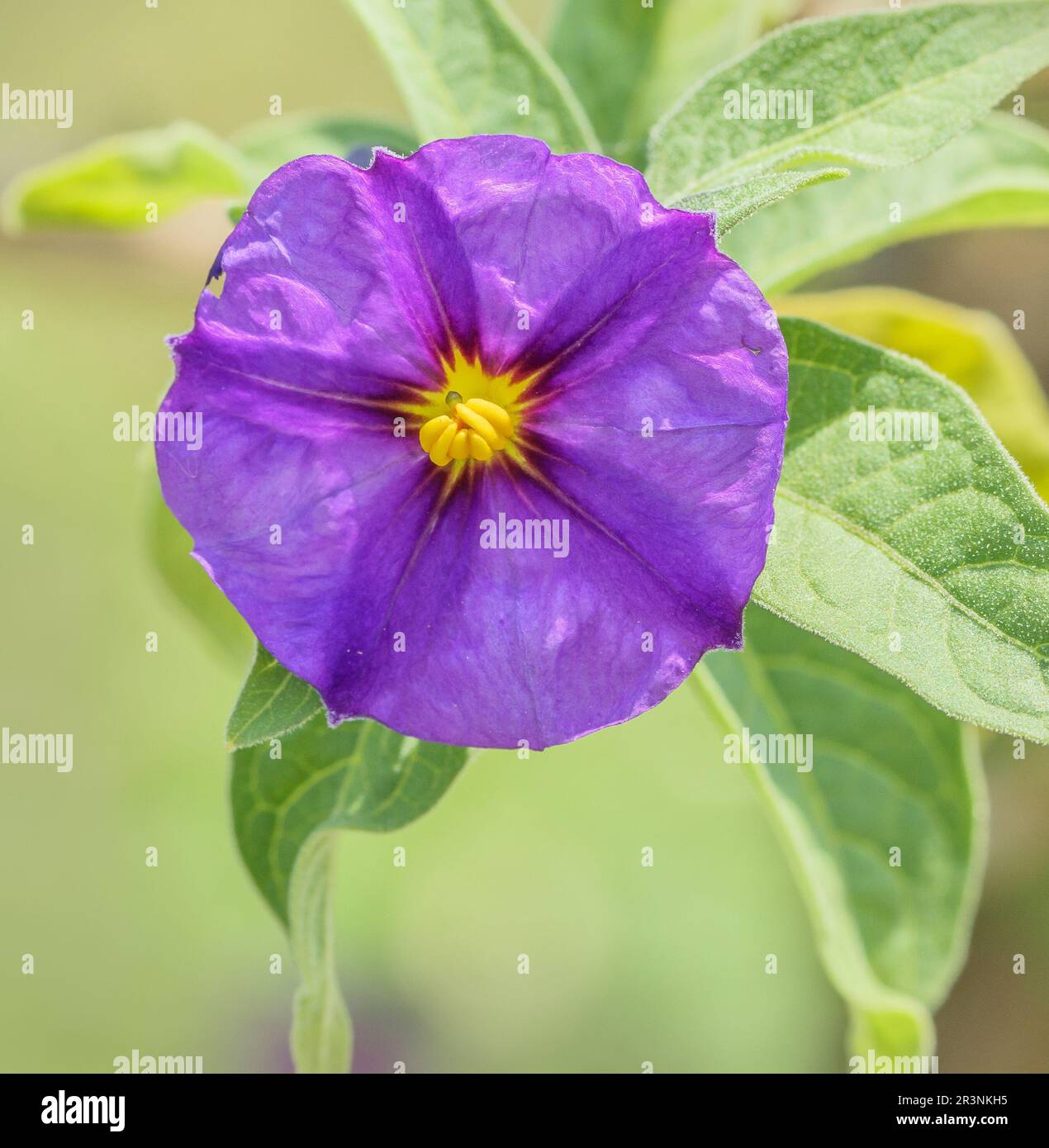 Gentian bush 'Solanum rantonnetii' Stock Photo - Alamy